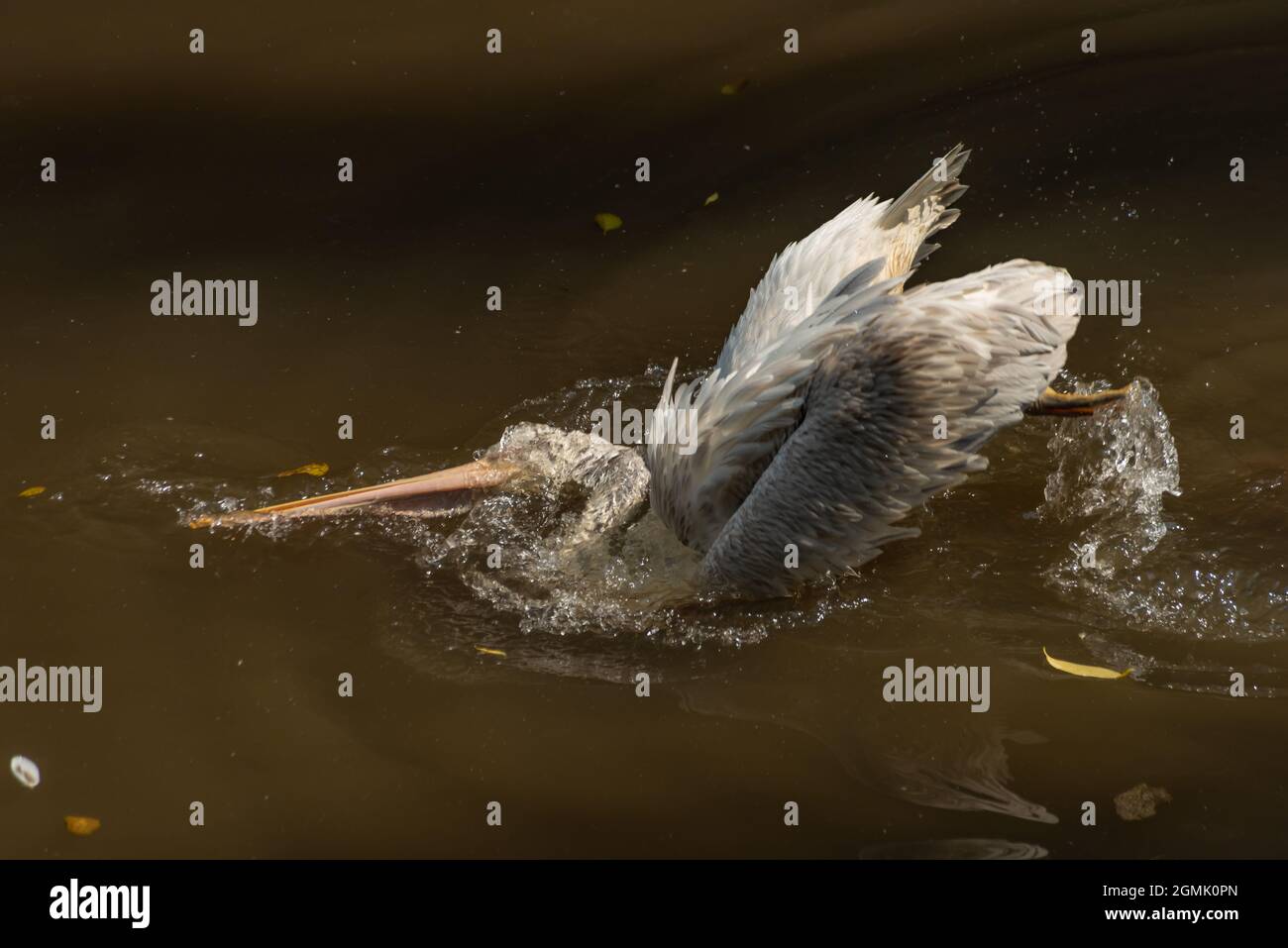 Pelican pink bird in black lake in summer sunny hot day Stock Photo - Alamy