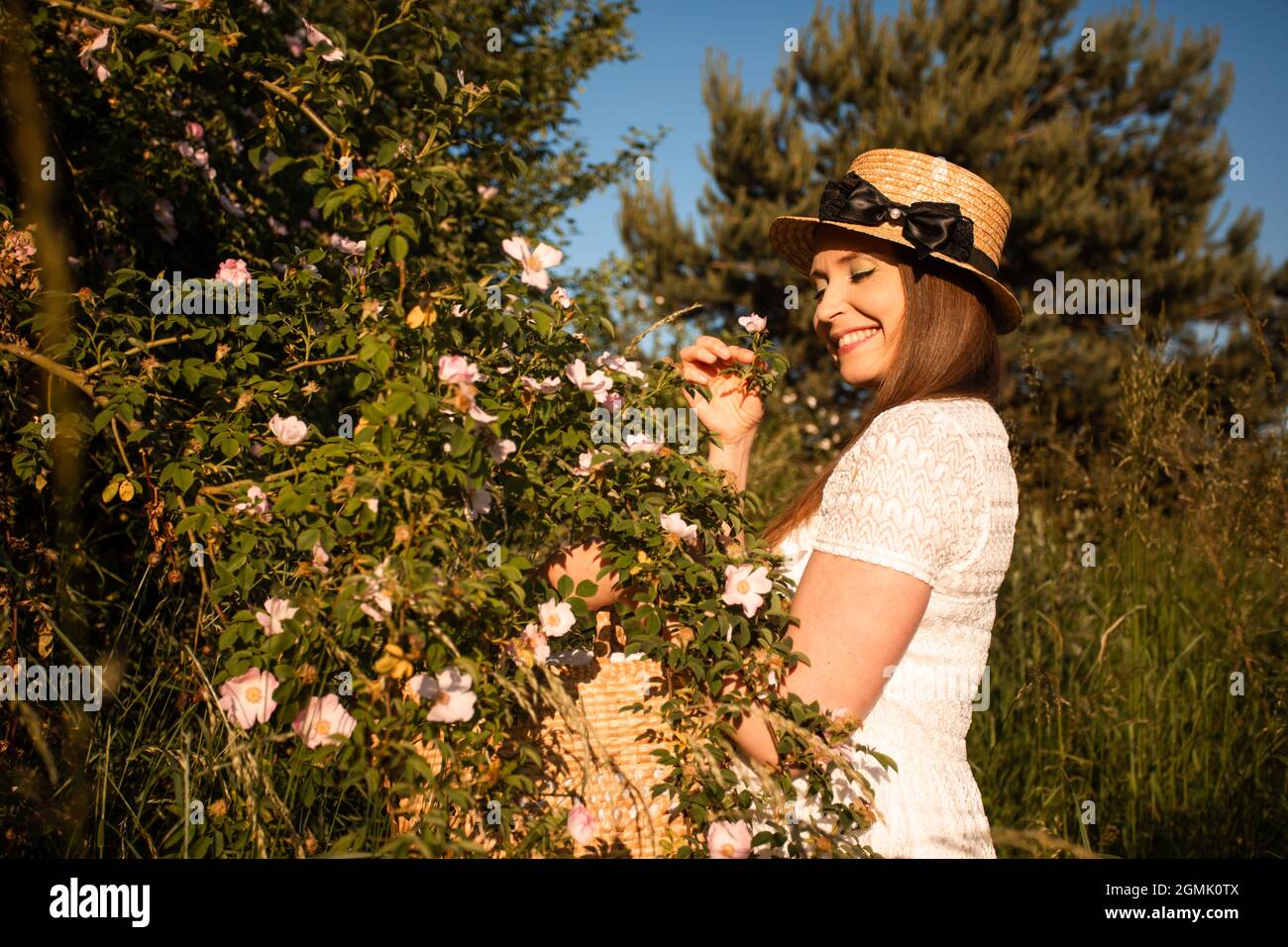 Picking wild rose petals for aromatic herbal tea Stock Photo - Alamy