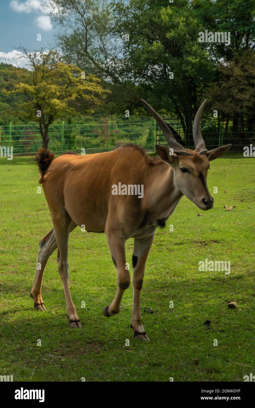 Big antelope with horns on green grass meadow in summer sunny fresh day ...