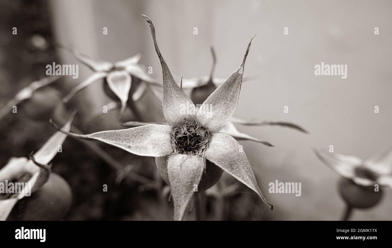 Perigynous hi-res stock photography and images - Alamy