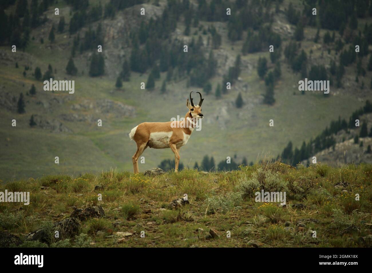 Pronghorn antelope in Yellowstone National Park Stock Photo - Alamy