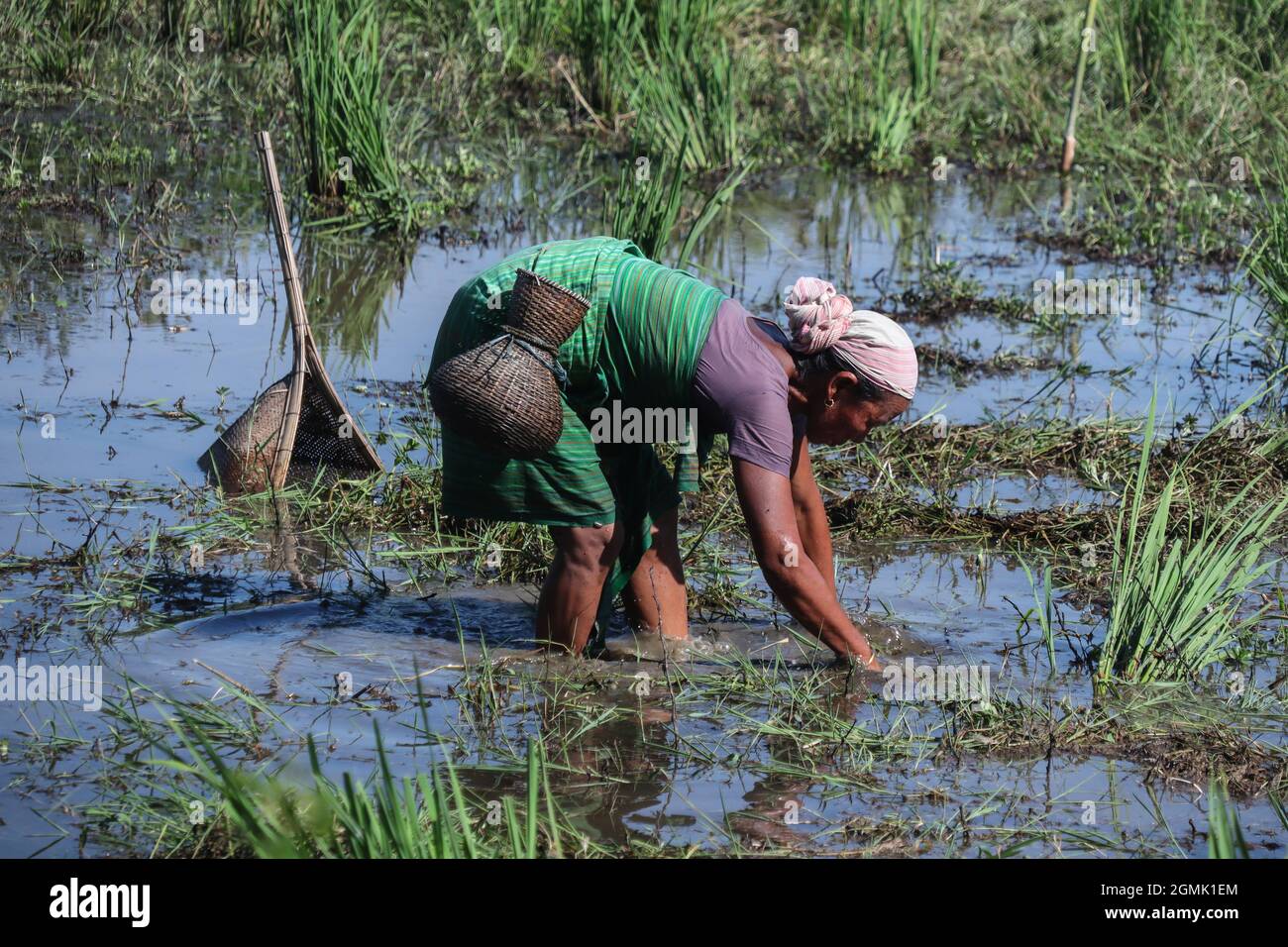 Bodo community women searching fish in a mud water field using ...