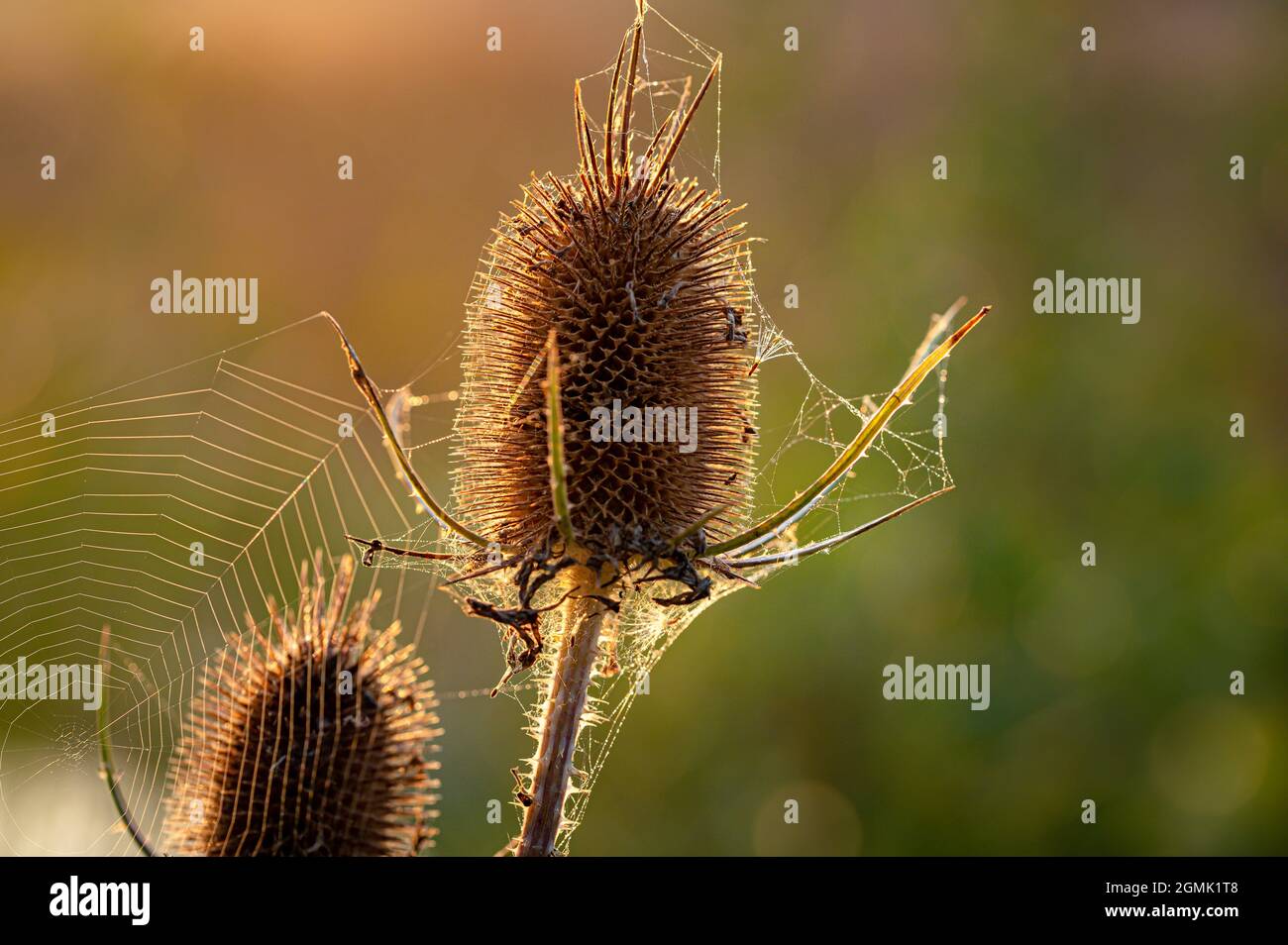 Dawn sunlight with silhouette of wild teasel flowers Stock Photo - Alamy