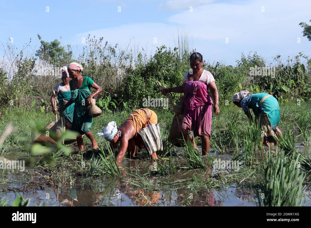 Bodo community women searching fish in a mud water field using ...