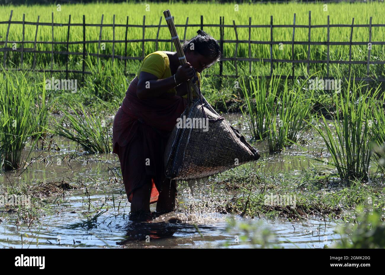 Bodo community women searching fish in a mud water field using ...