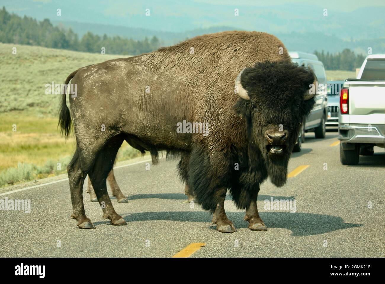 Yellowstone bison on road hi-res stock photography and images - Alamy