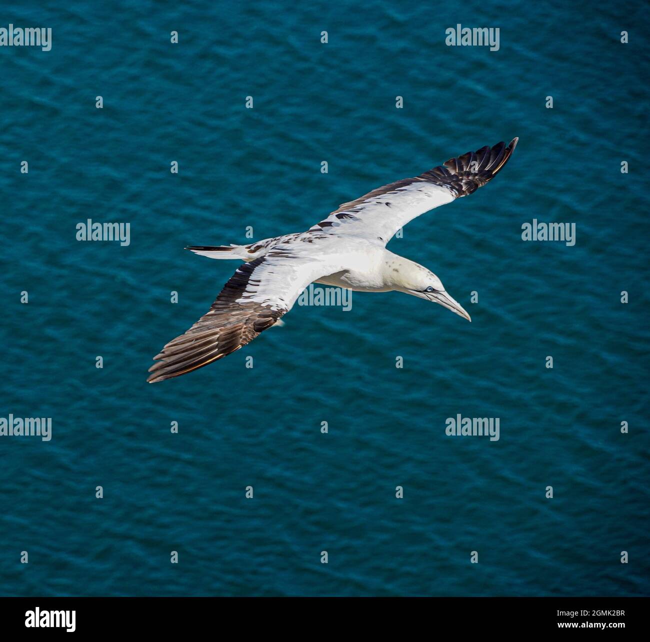 Close up of Flying Large White Sea Bird Gannets with a huge wingspan ...