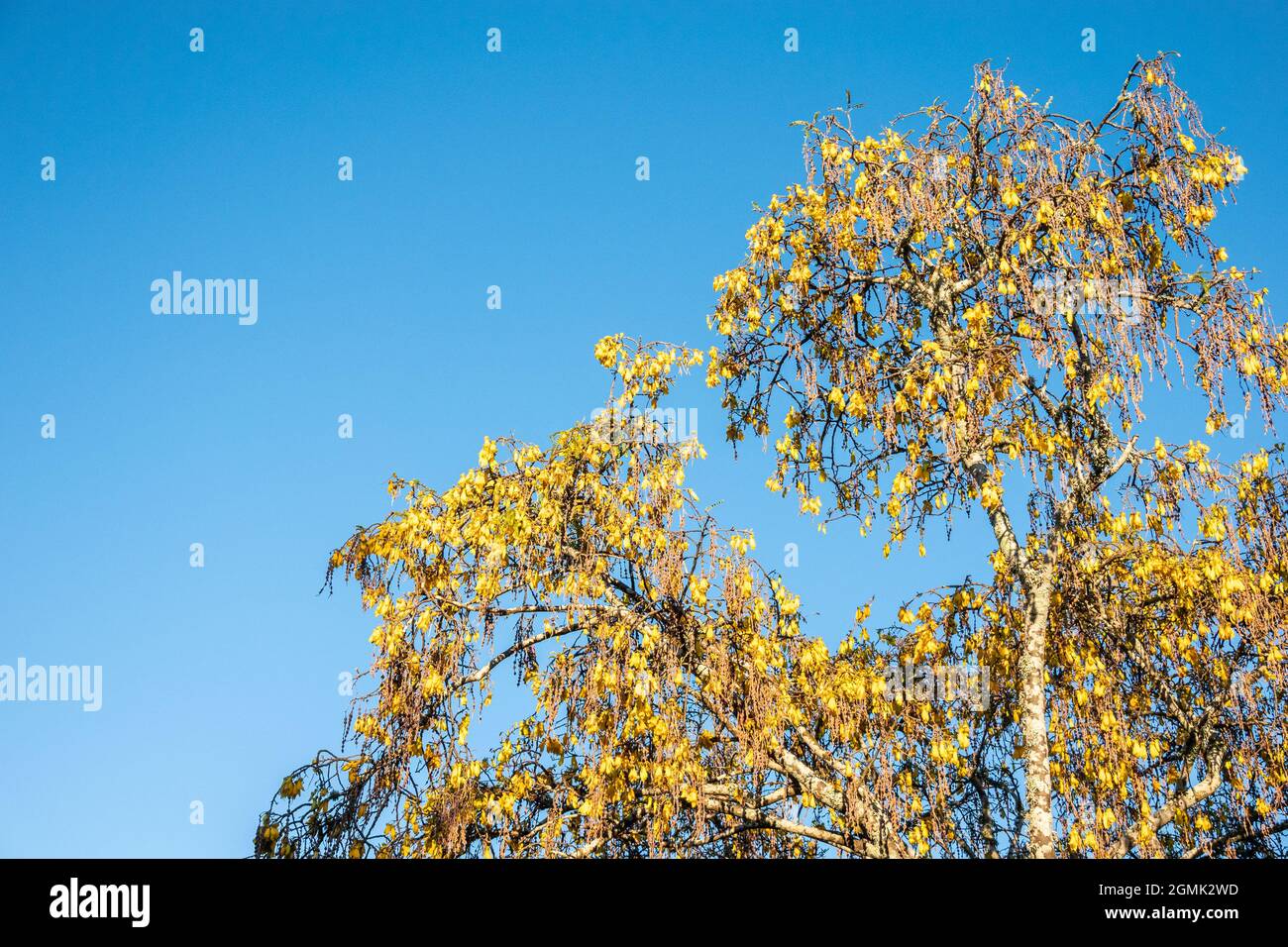 Tui feeding at sunrise on yellow flowers of kowhai tree in Tauranga New ...
