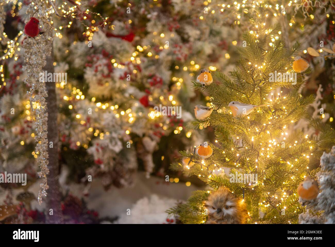 Birds sitting on the tree hi-res stock photography and images - Alamy