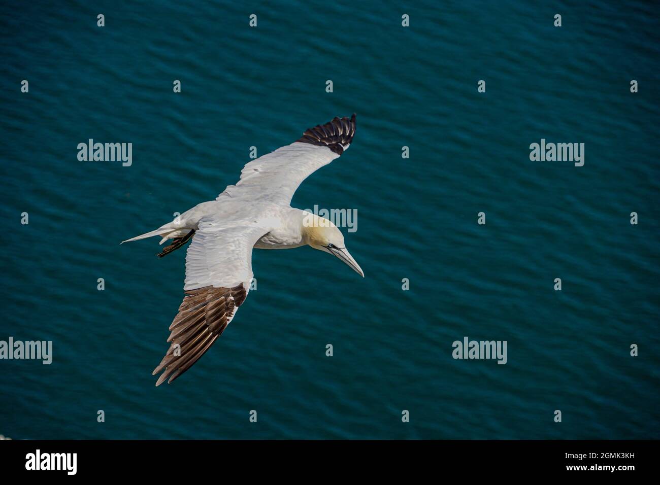 Close up of Flying Large White Sea Bird Gannets with a huge wingspan ...