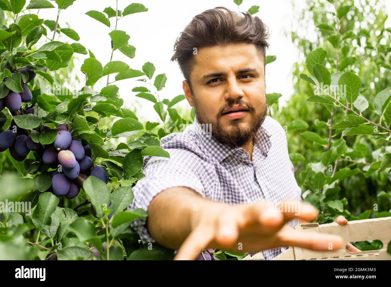 Indian gardener picking ripe plums in the garden Stock Photo - Alamy