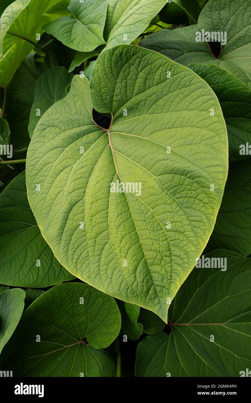 Heart shaped green leaves background. Tropical plant lush foliage Stock ...