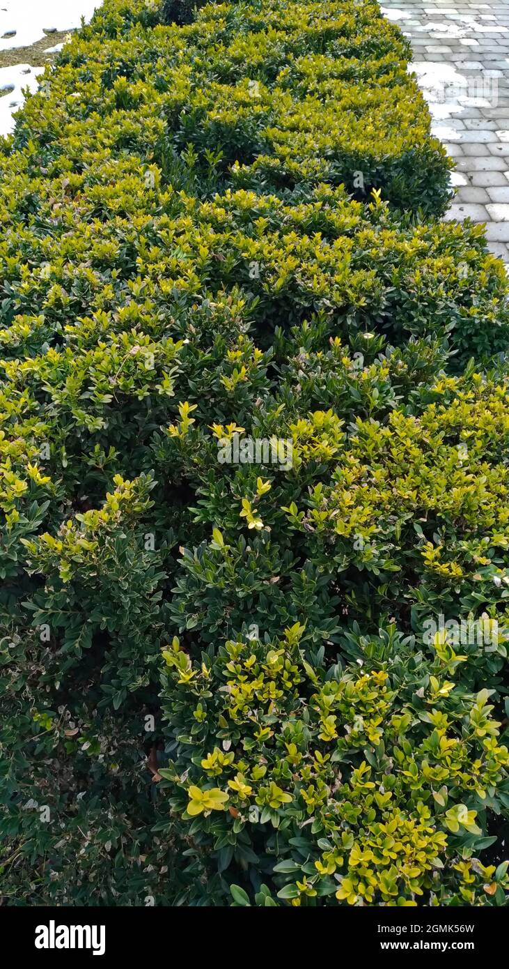 Ornamental trimmed tree hi-res stock photography and images - Alamy