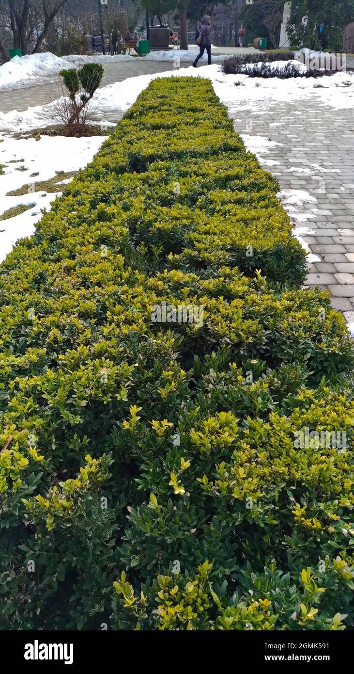 Ornamental trimmed tree hi-res stock photography and images - Alamy