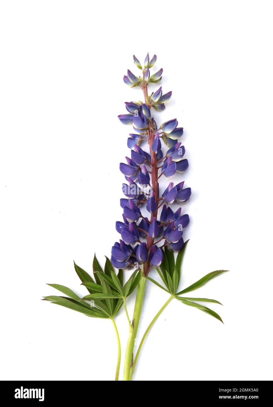 Colorful flowers background place Cut Out Stock Images & Pictures - Alamy