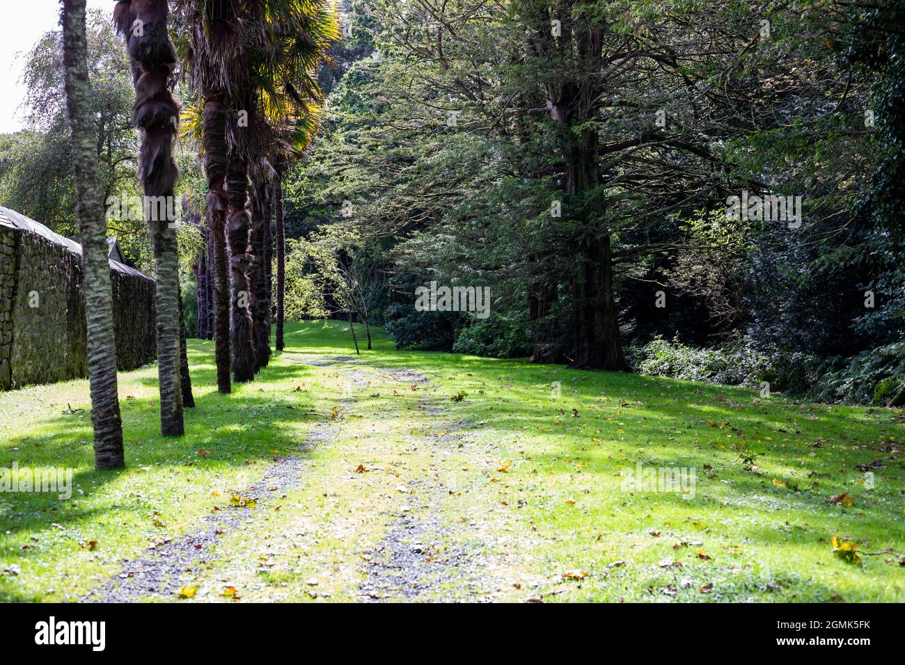 Tall palm trees in a Country Garden in Cornwall, UK Stock Photo - Alamy