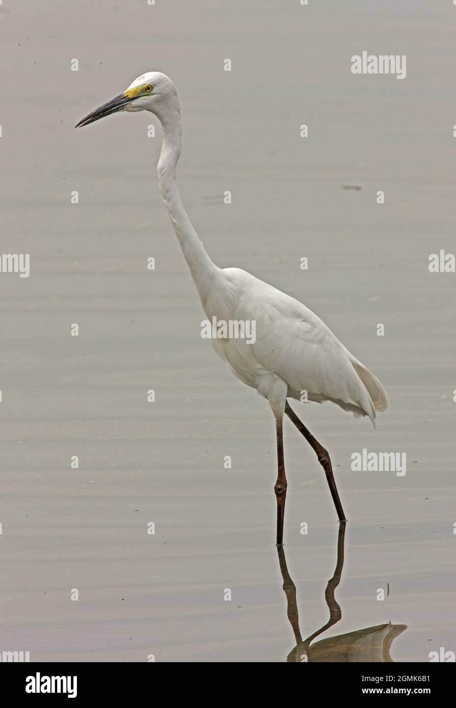 Great Egret (Ardea alba modesta) adult wading in shallow water Sri ...