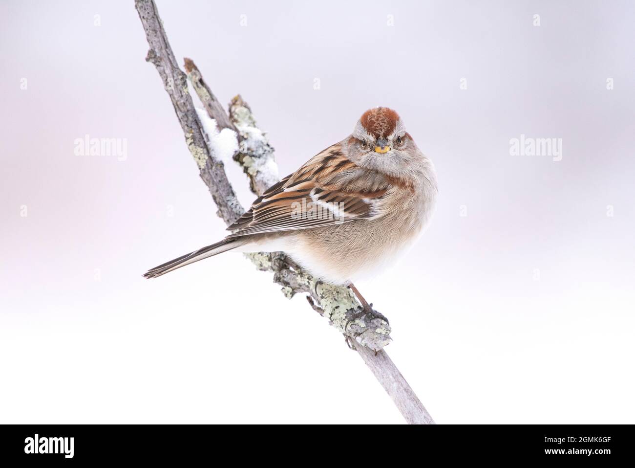 American Tree Sparrow on winter perch Stock Photo - Alamy