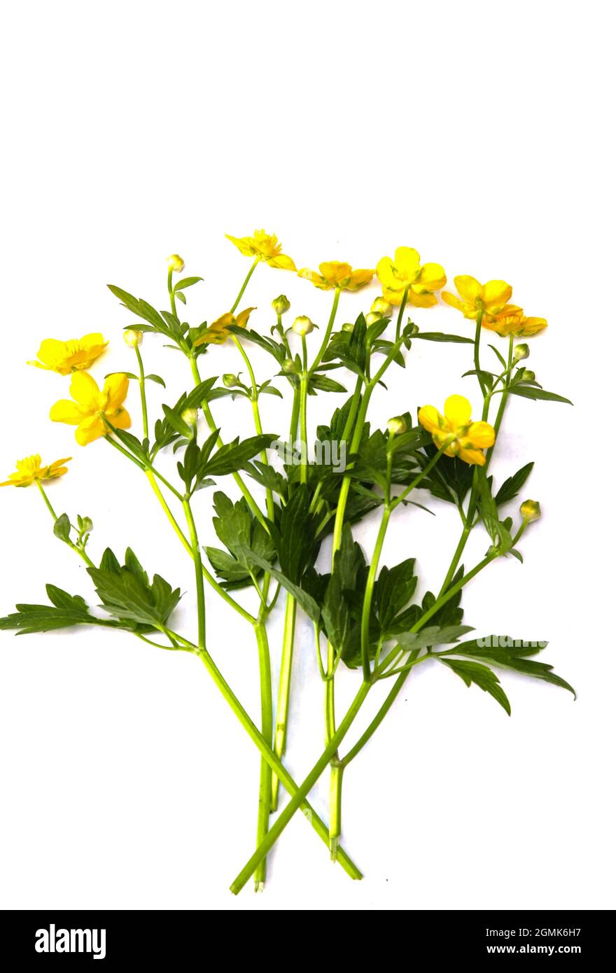 Butterfly flower Ranunculus acris isolated on a white background Stock ...