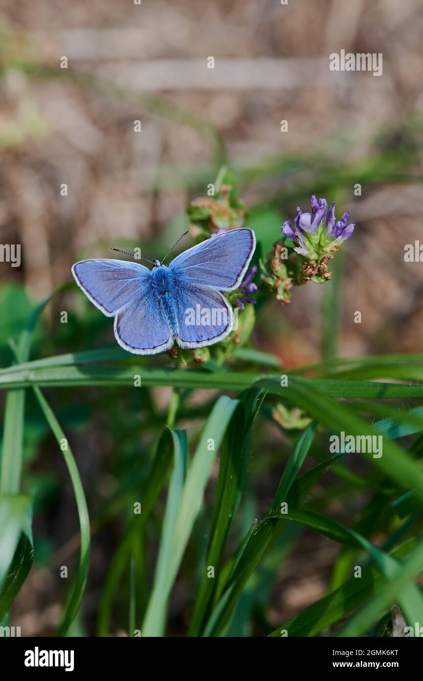 Two winged insects hi-res stock photography and images - Alamy