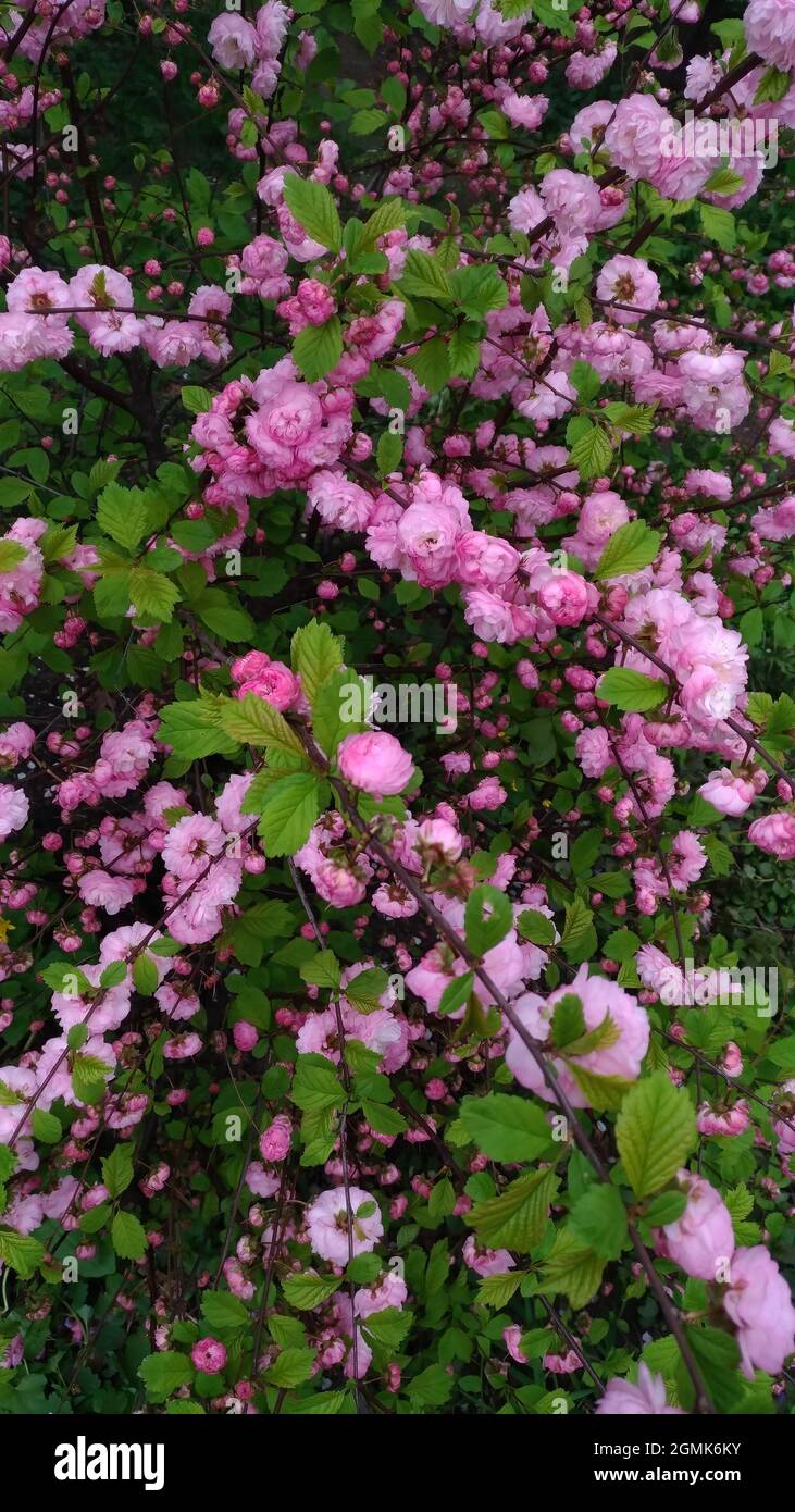 Covered with pink flowers hi-res stock photography and images - Alamy