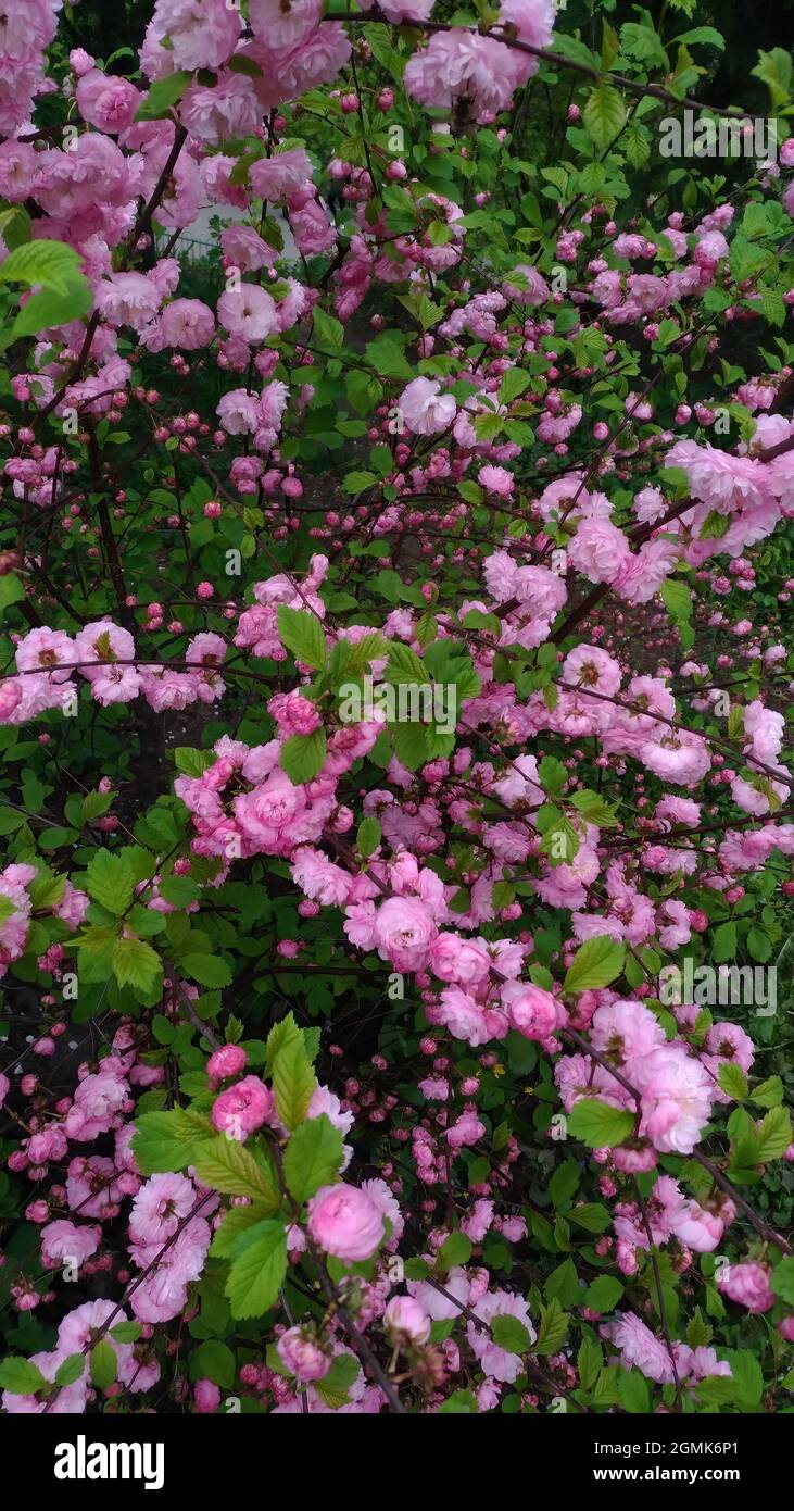 Green bush abundantly covered with pink flowers Stock Photo - Alamy