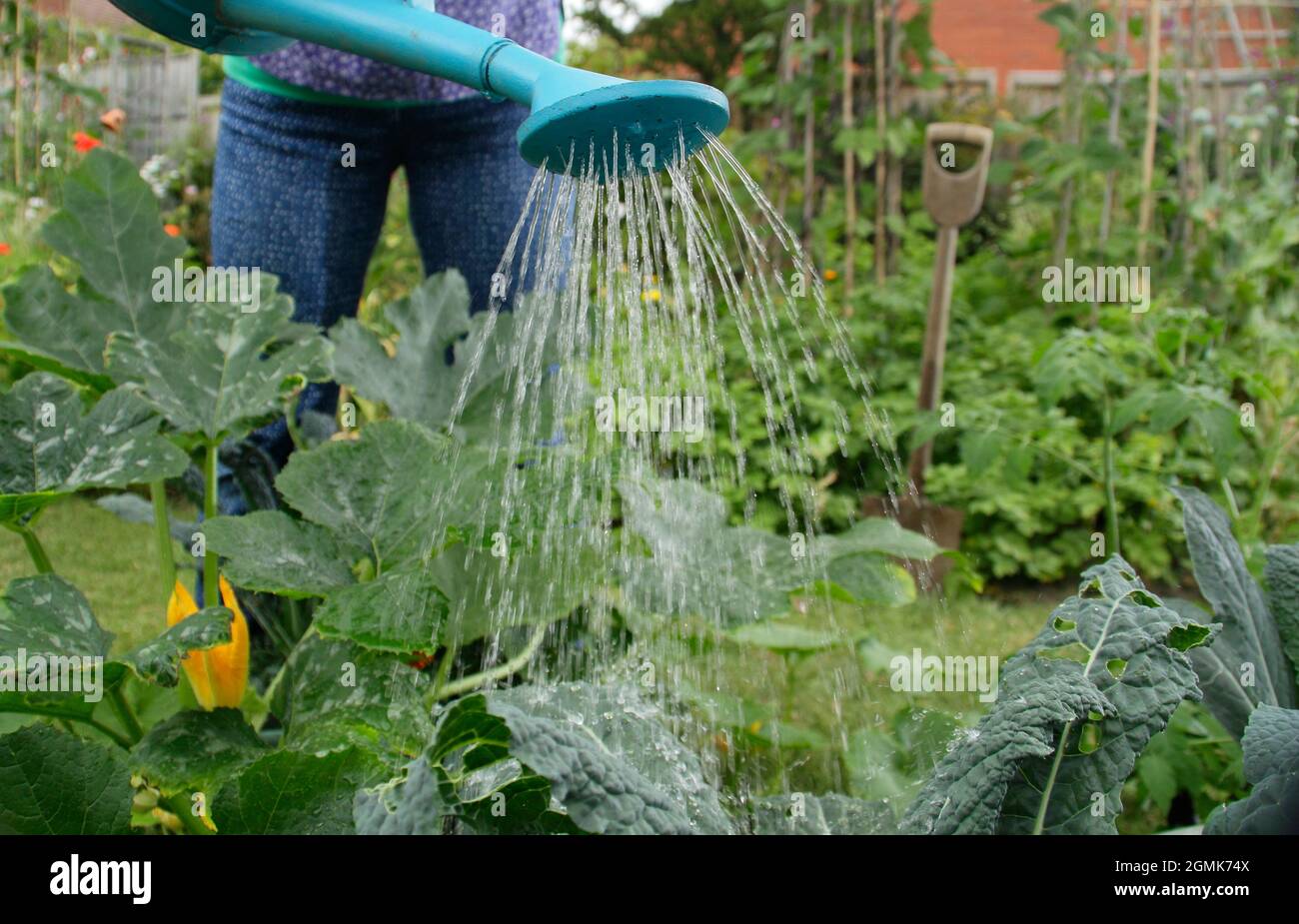 Woman watering garden in summer. Female gardener watering home grown ...
