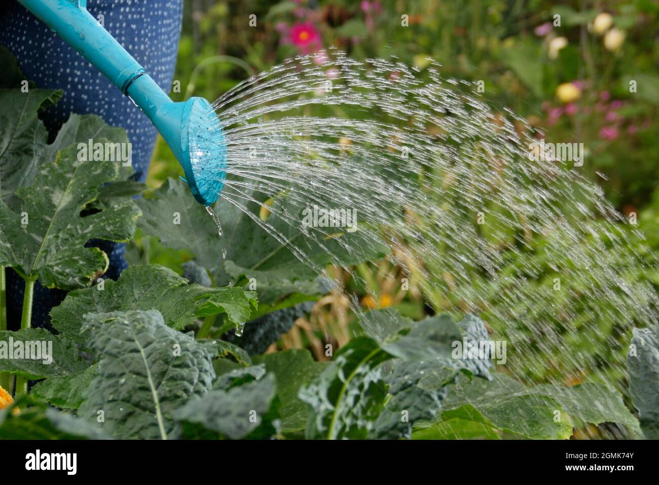 Woman watering veg patch hi-res stock photography and images - Alamy