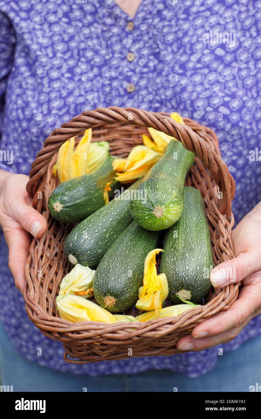 Woman with courgettes. Female gardener with freshly picked homegrown ...