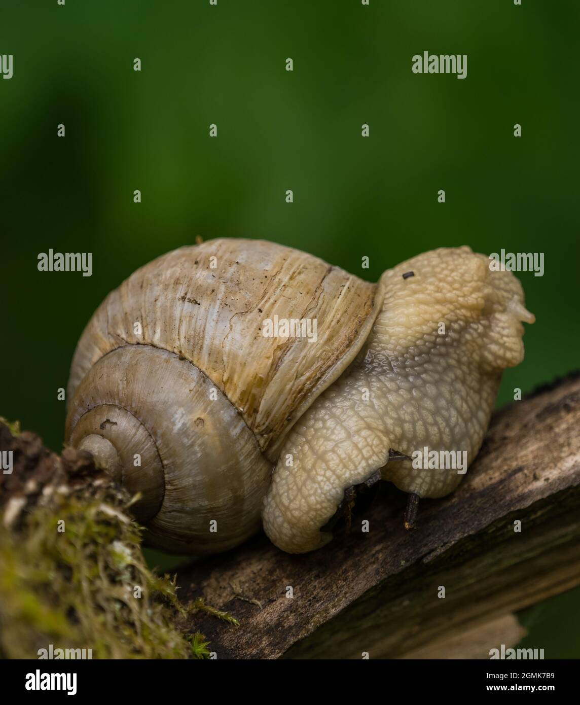 Lovely snail hi-res stock photography and images - Alamy