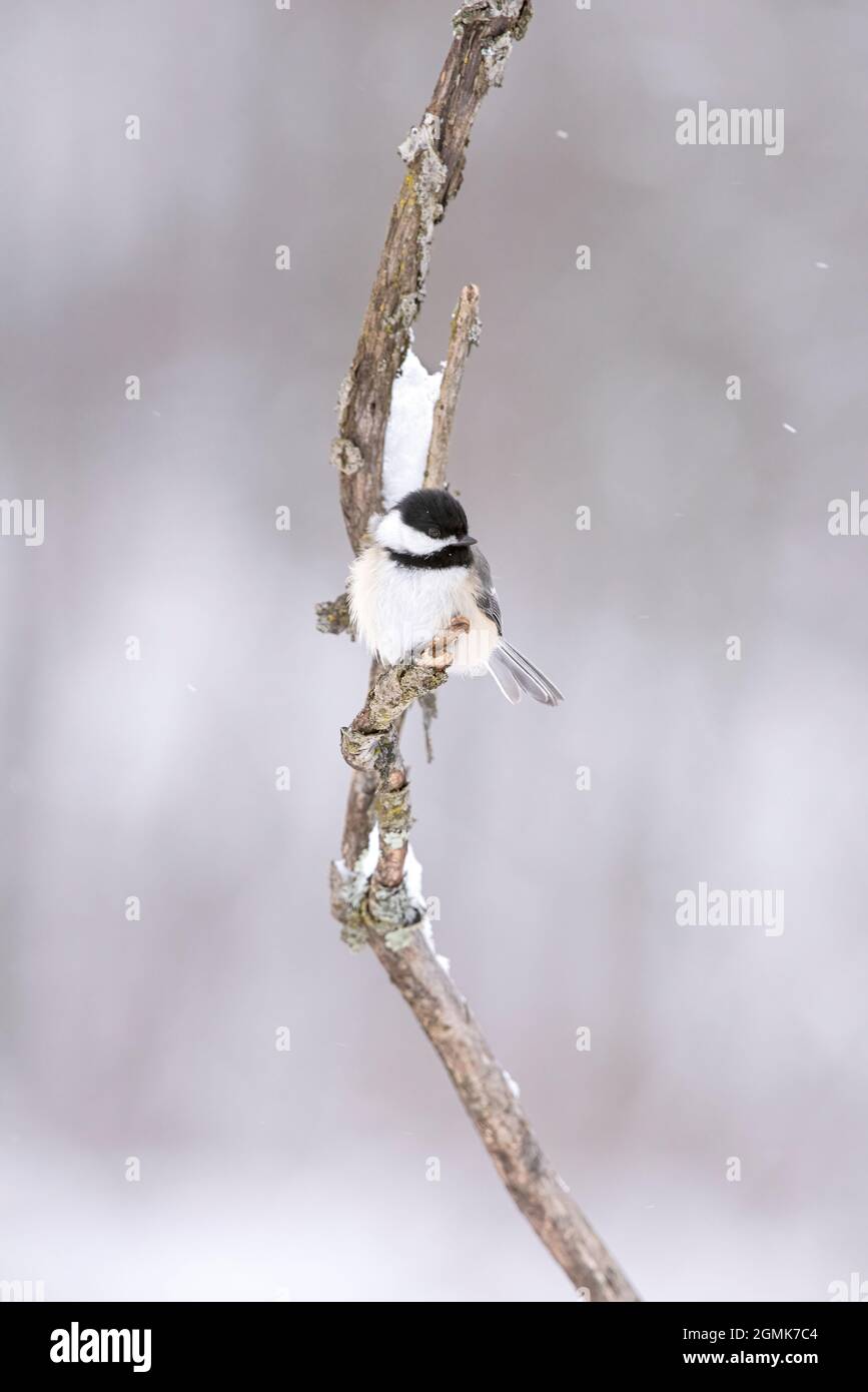 Woodland bird species hi-res stock photography and images - Alamy