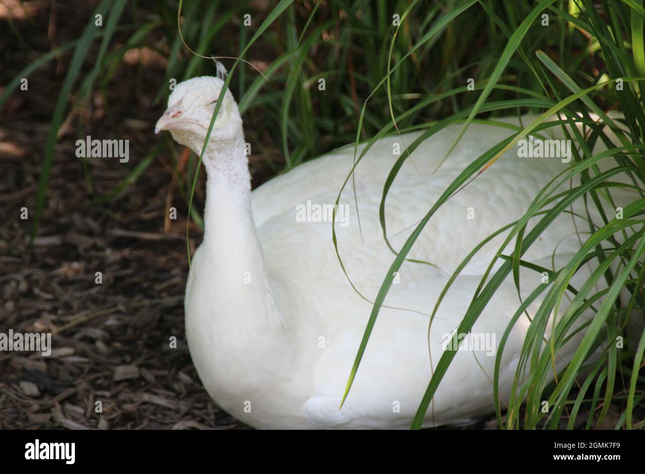 A closeup of a white turkey on the ground in the daylight with a blurry ...