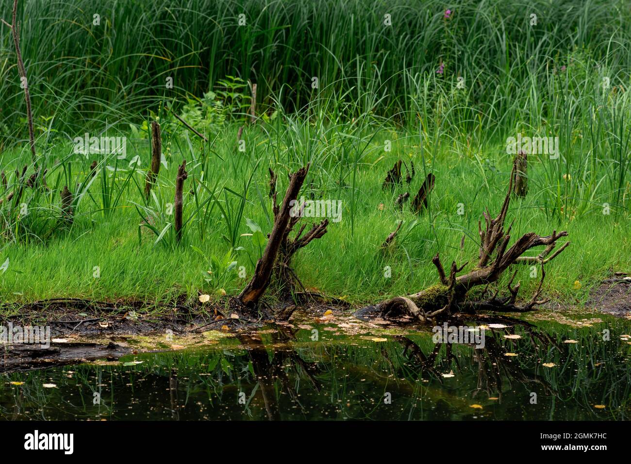 Freshwater bog ecosystem hi-res stock photography and images - Alamy