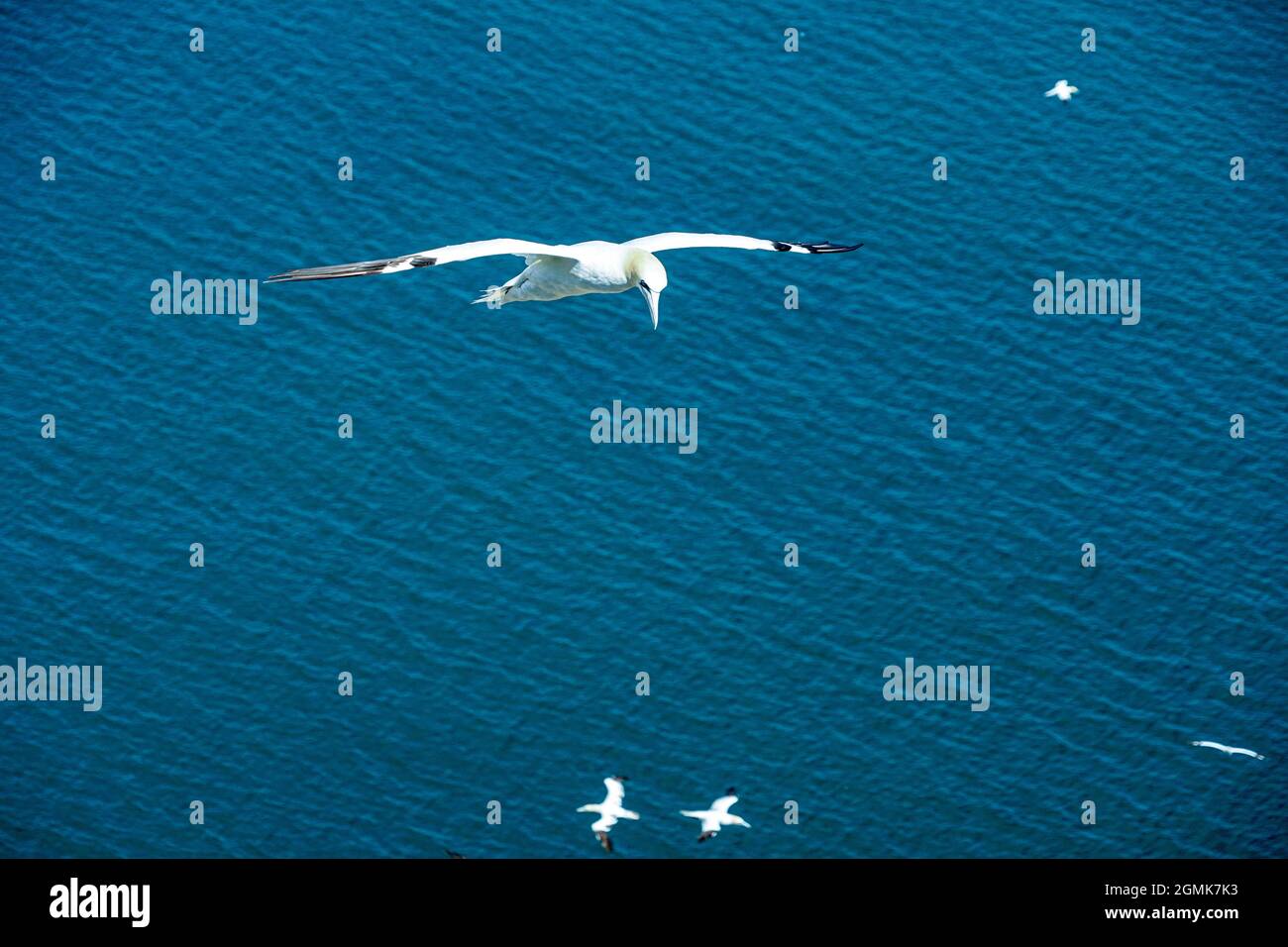 Close up of Flying Large White Sea Bird Gannets with a huge wingspan ...