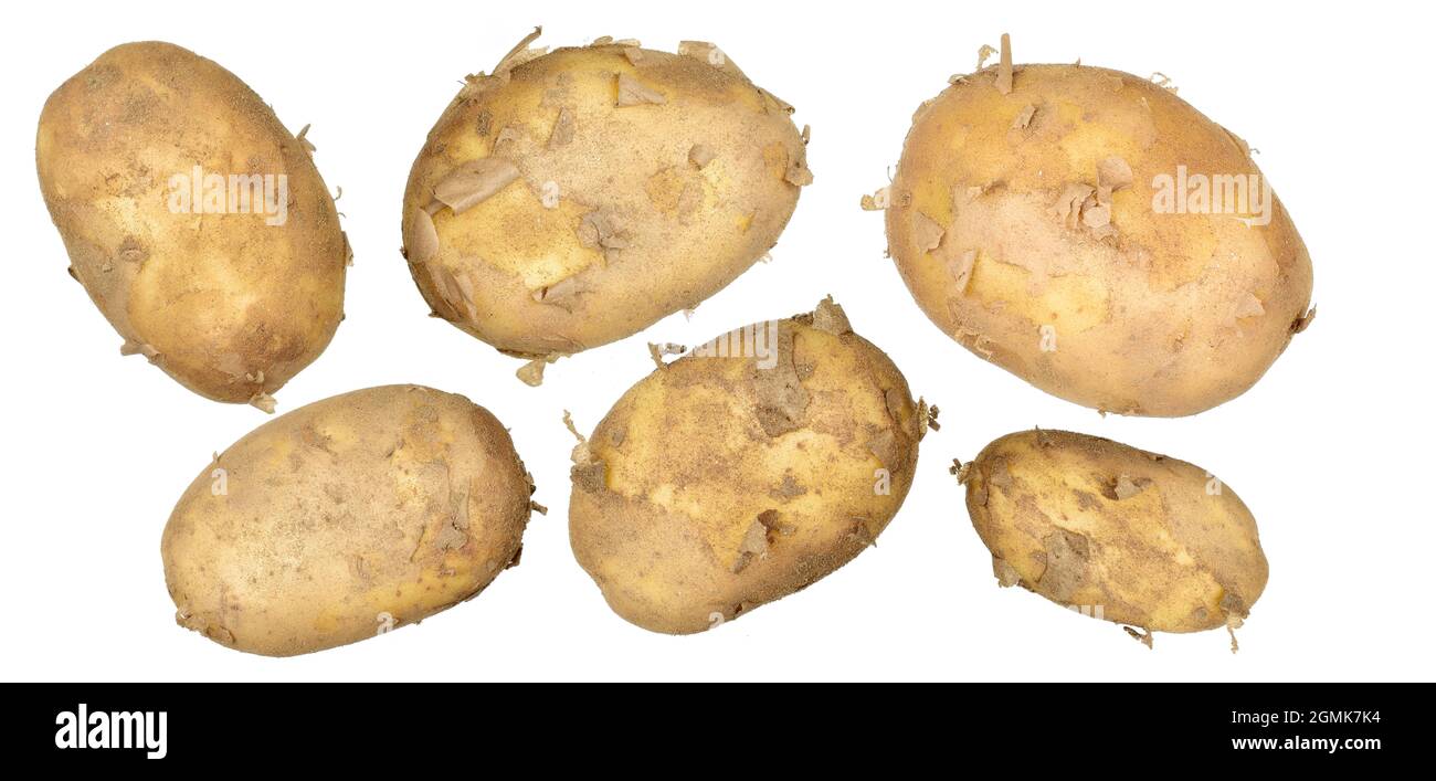 Dirty Potato Isolated on White Background with Clipping Path Stock ...