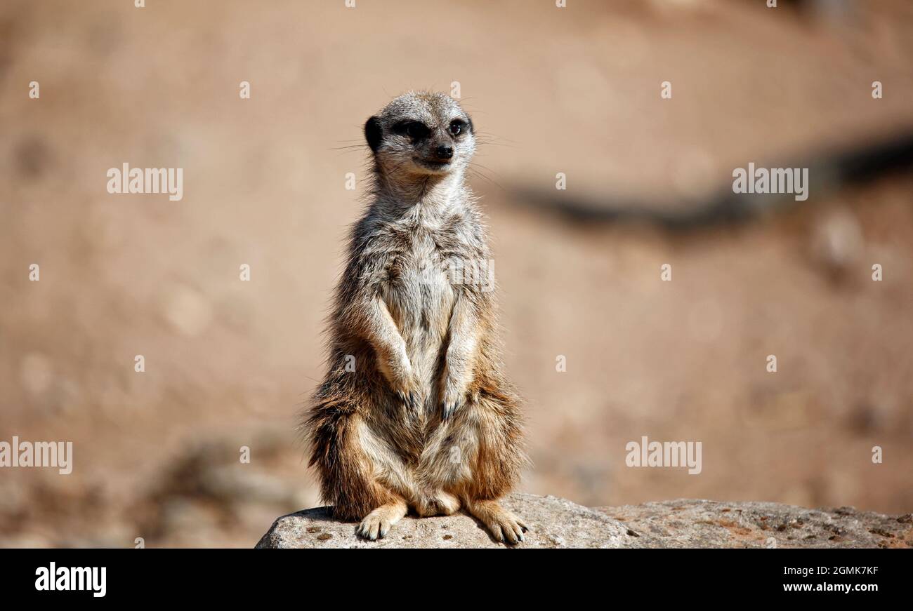 Meerkat photographs hi-res stock photography and images - Alamy
