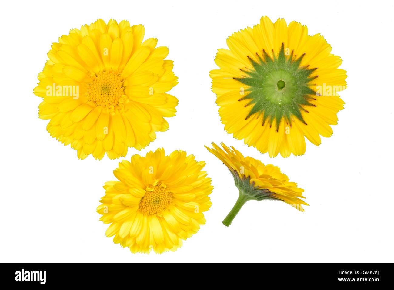 Marigold Flower Isolated on White Background with Clipping Path Stock ...