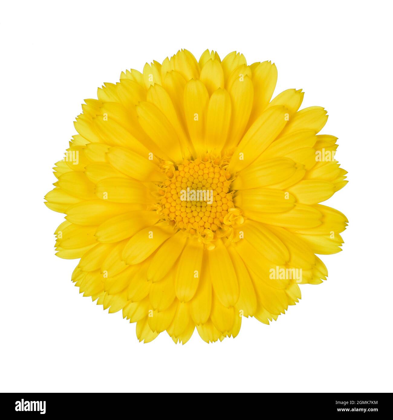 Top View of Marigold Flower Isolated on White Background with Clipping ...