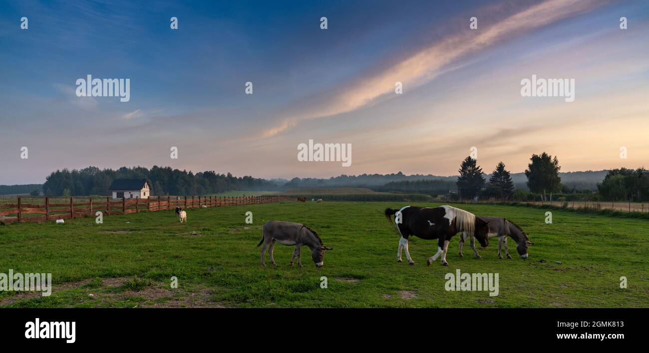A landscape view of farm pasture and fields with donkeys and horses and ...