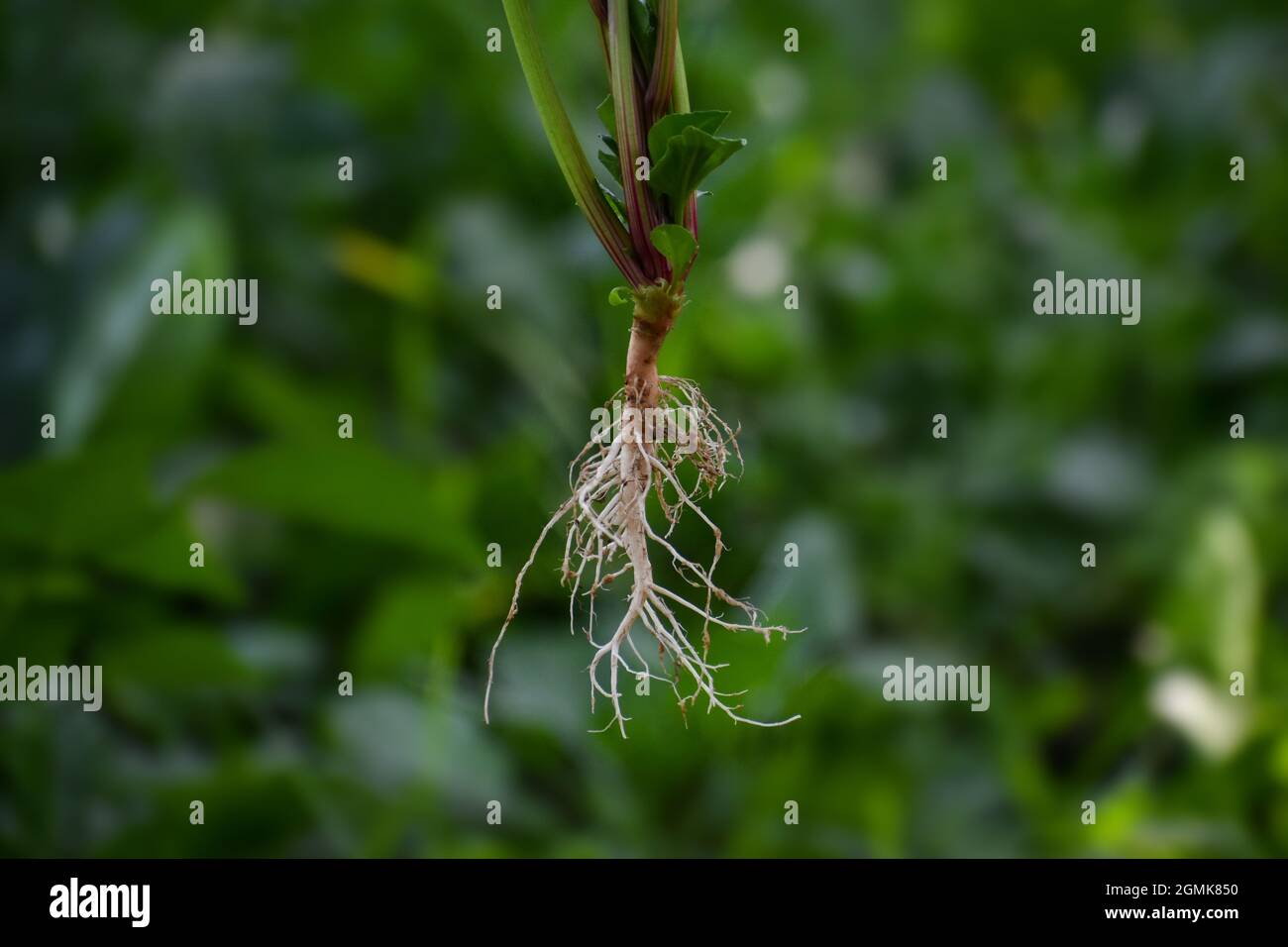 A closeup shot of a fibrous root system of a plant Stock Photo - Alamy