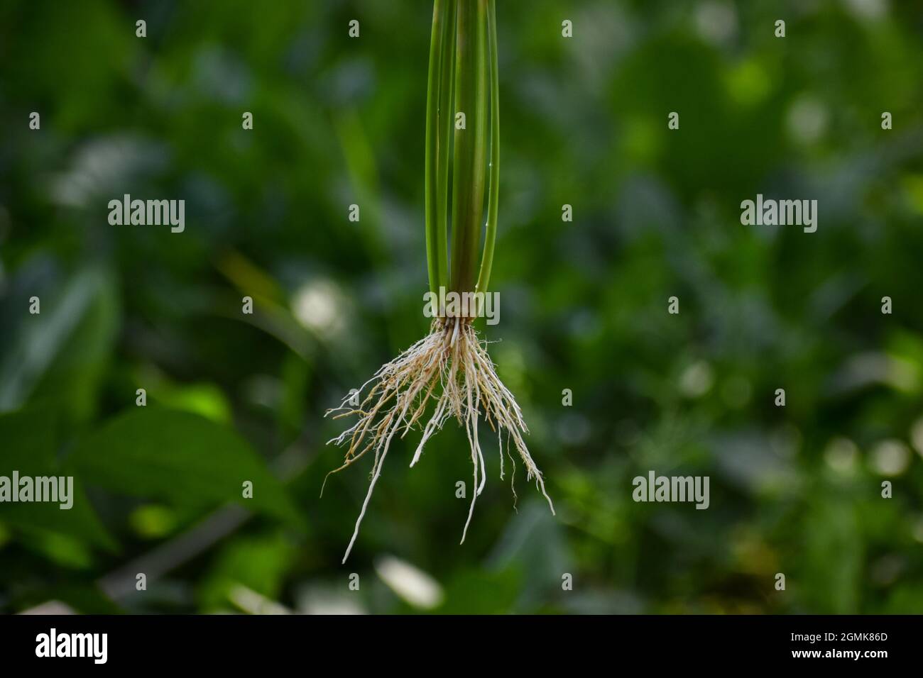 A closeup shot of a fibrous root system of a rice plant Stock Photo - Alamy