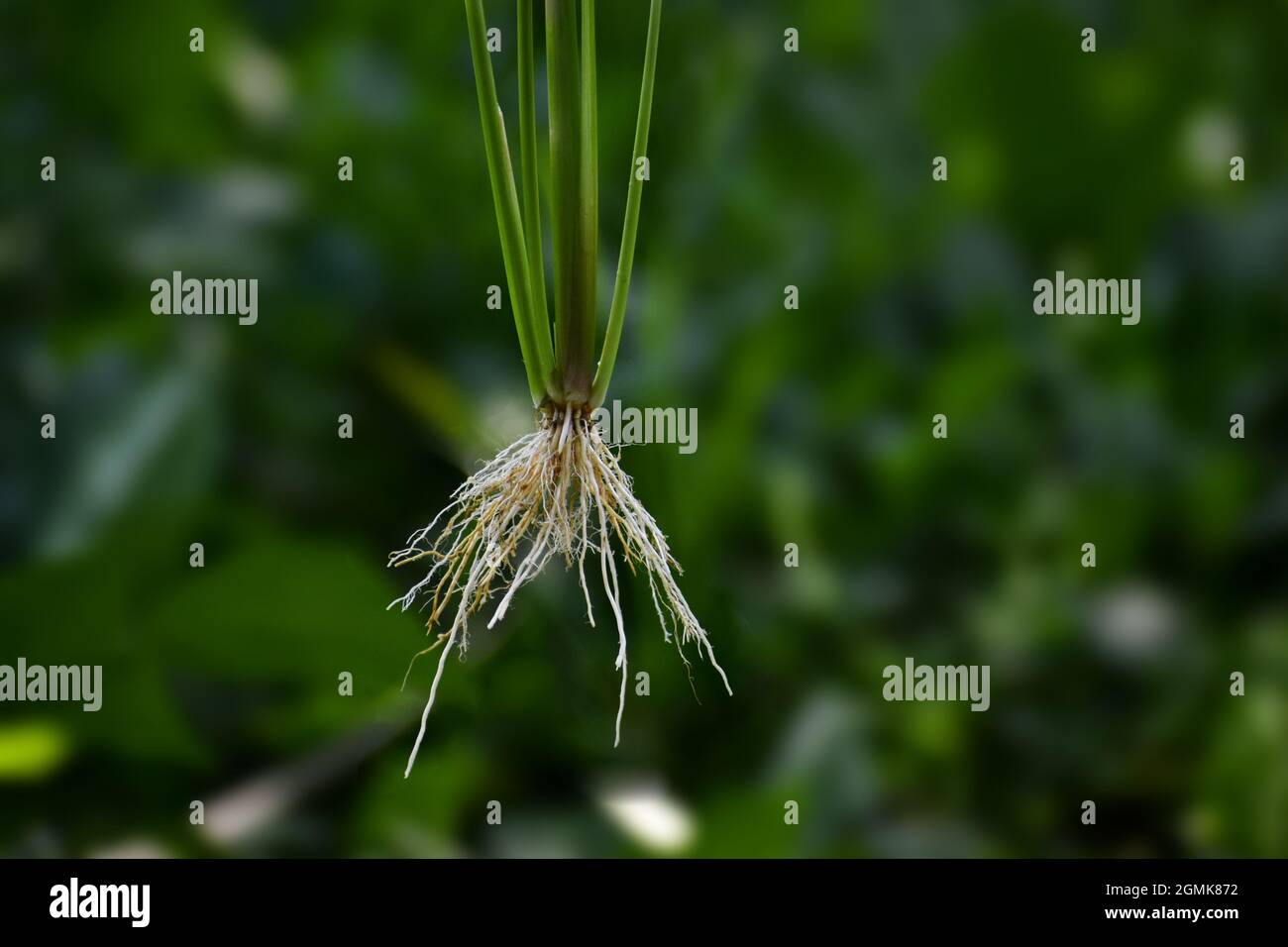A closeup shot of a fibrous root system of a rice plant Stock Photo - Alamy