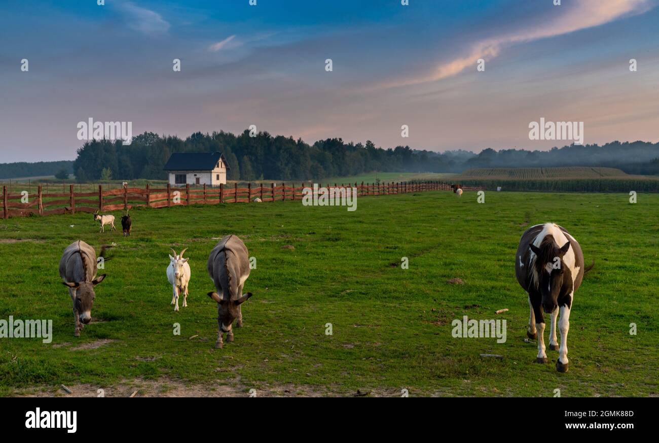 A landscape view of farm pasture and fields with donkeys and horses and ...