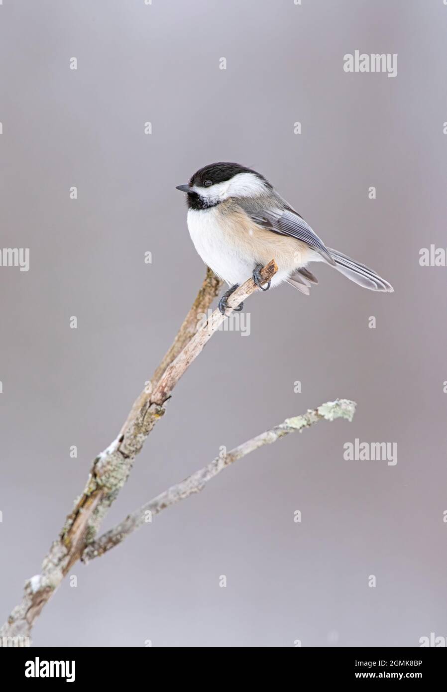 Woodland bird species hi-res stock photography and images - Alamy