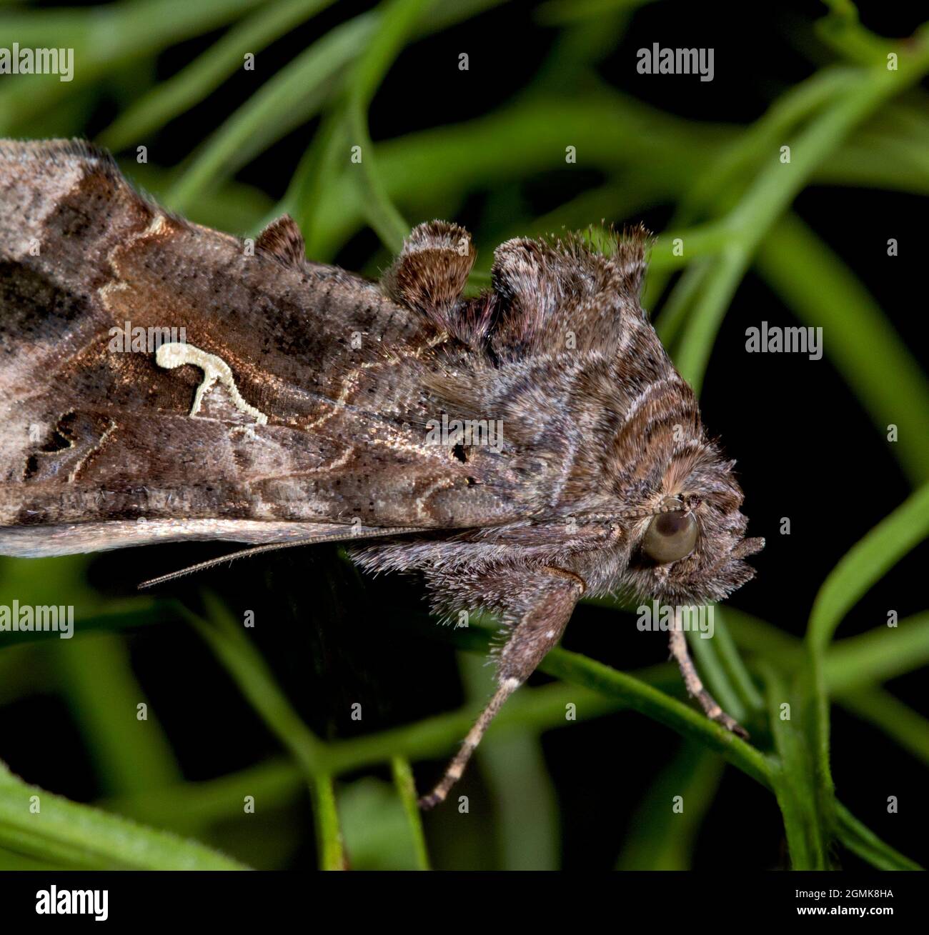 Silver Y Moth Autographa gamma Stock Photo - Alamy