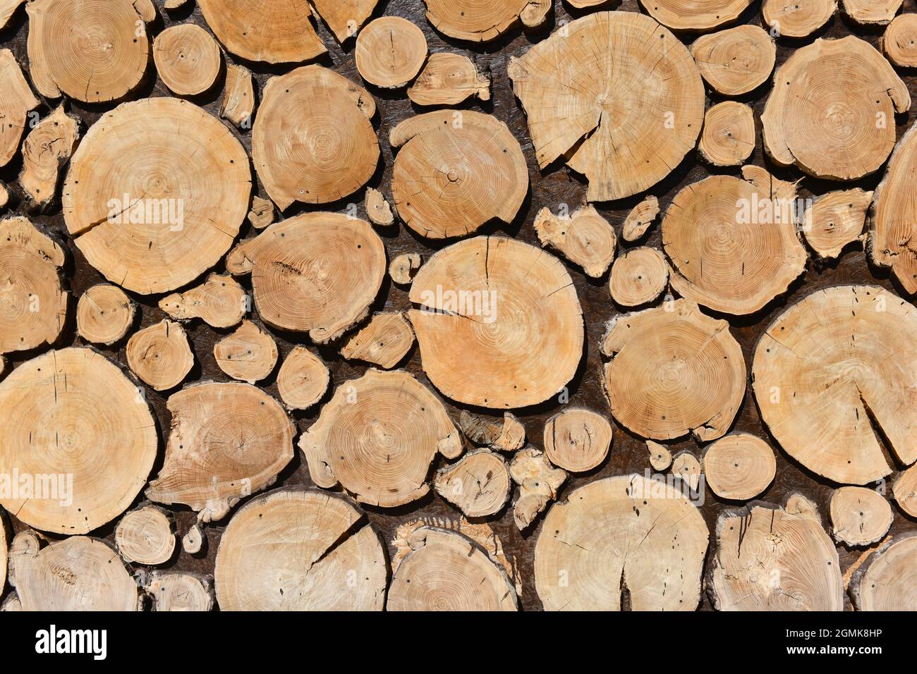 Wall decoration with sliced logs. Natural wood cut tree trunk, stump ...