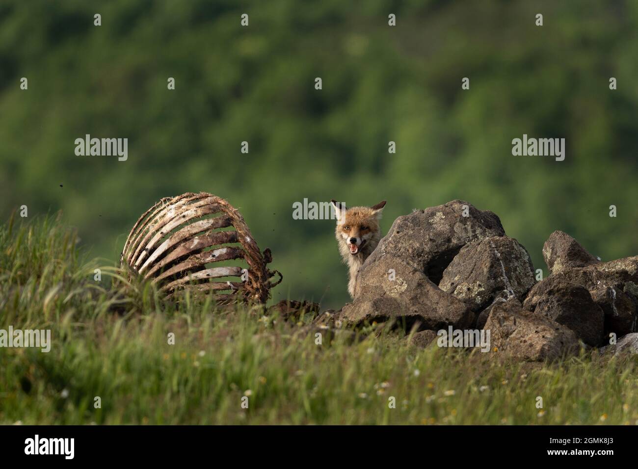 Red fox near the carcass. Fox in Rhodope mountain range. Bulgaria ...