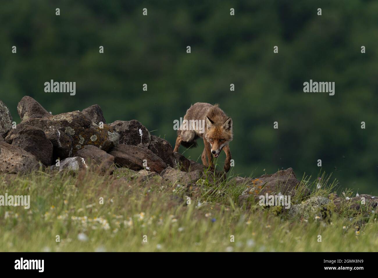 Red fox near the carcass. Fox in Rhodope mountain range. Bulgaria ...
