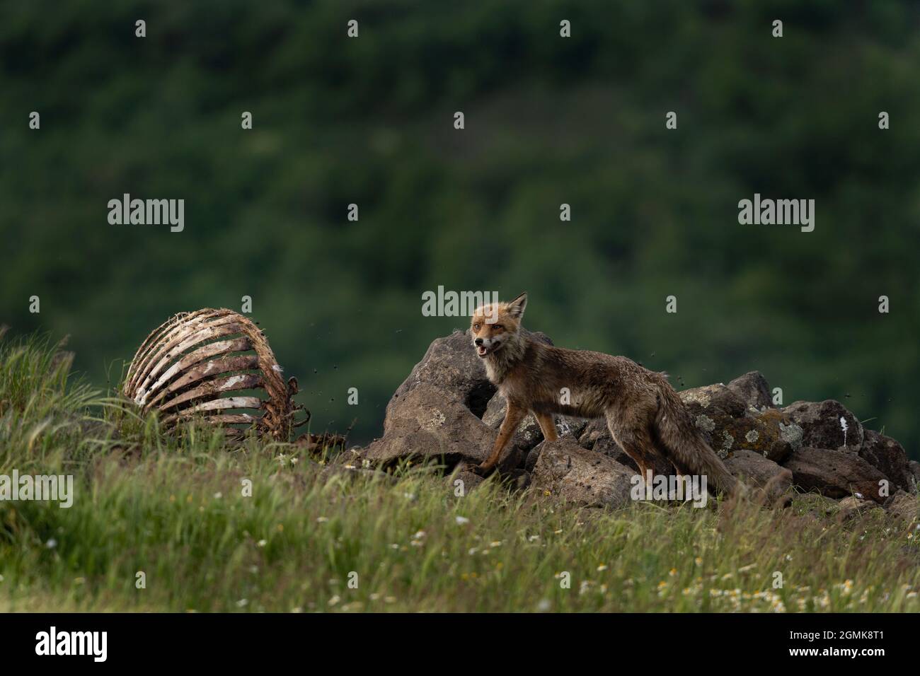 Red fox near the carcass. Fox in Rhodope mountain range. Bulgaria ...