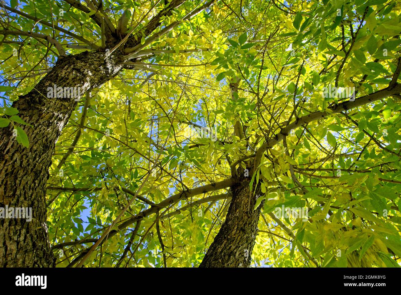 Large green field trees vegetation hi-res stock photography and images ...